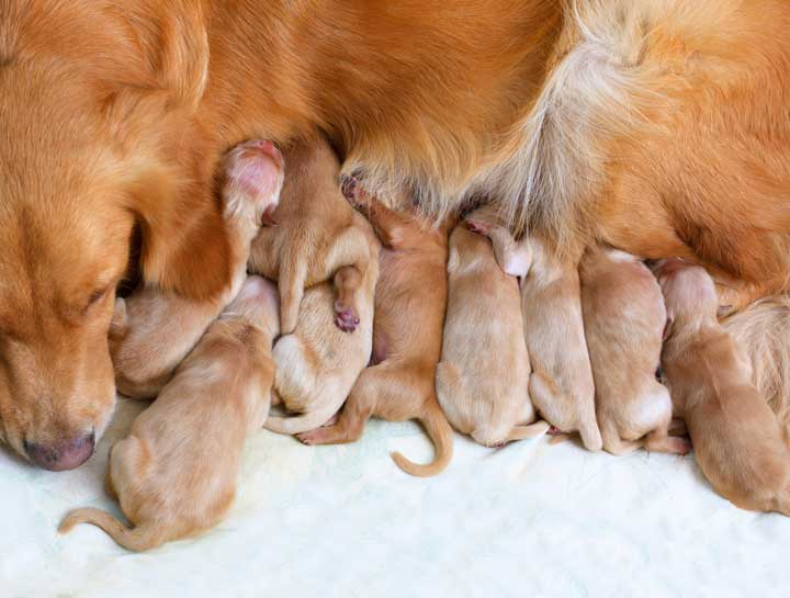 Canine Reproduction Veterinarian | Dog Reproduction in Hardinsburg